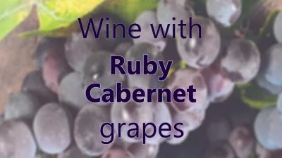 Ruby Cabernet – a red wine producing grape variety from California.